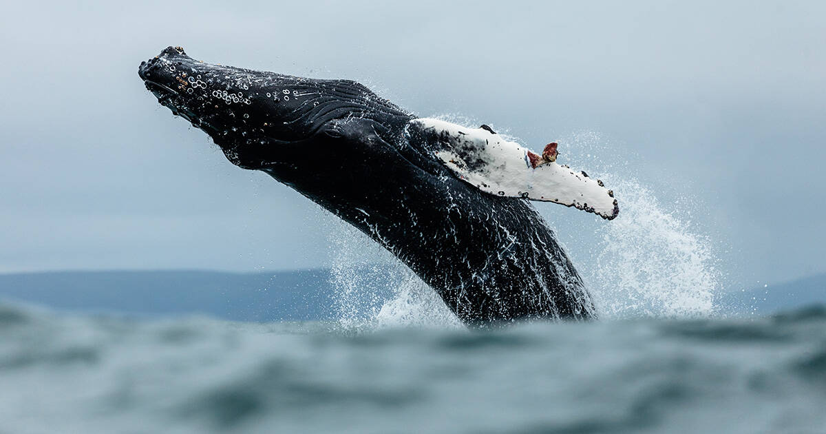 Another Kind of Pollution: How Human Noise Is Affecting Whales ...