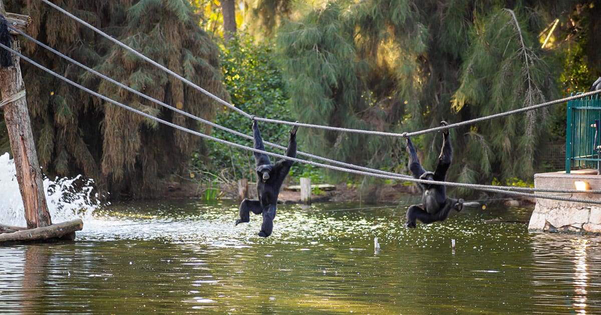 Humans Aren’t the Only Species Seeking an Altered State of Mind ...