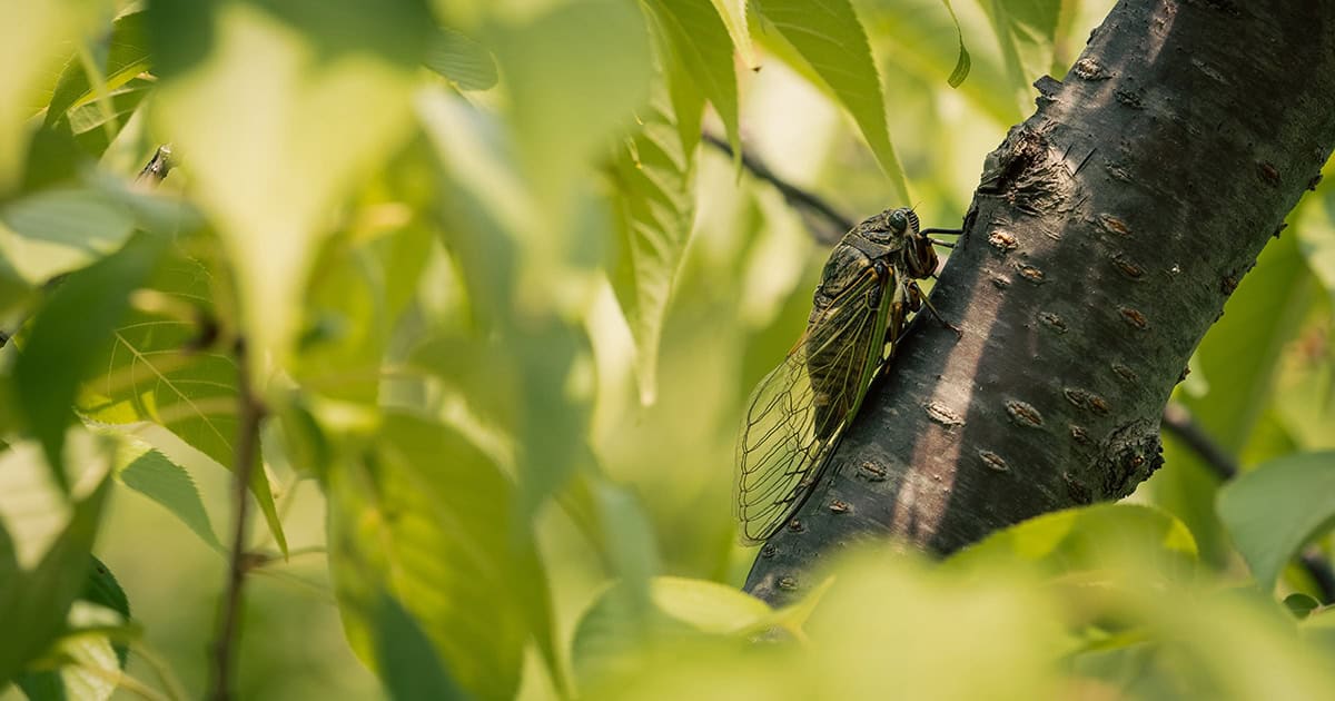 The 2024 Cicada Hatch Is Going to Be Loud - American Academy of Audiology