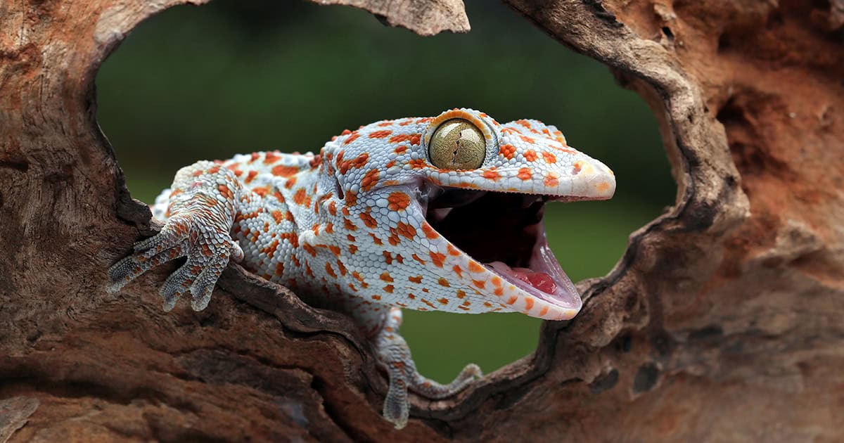 Scientists Uncover Auditory ‘Sixth Sense’ in Geckos - American Academy ...