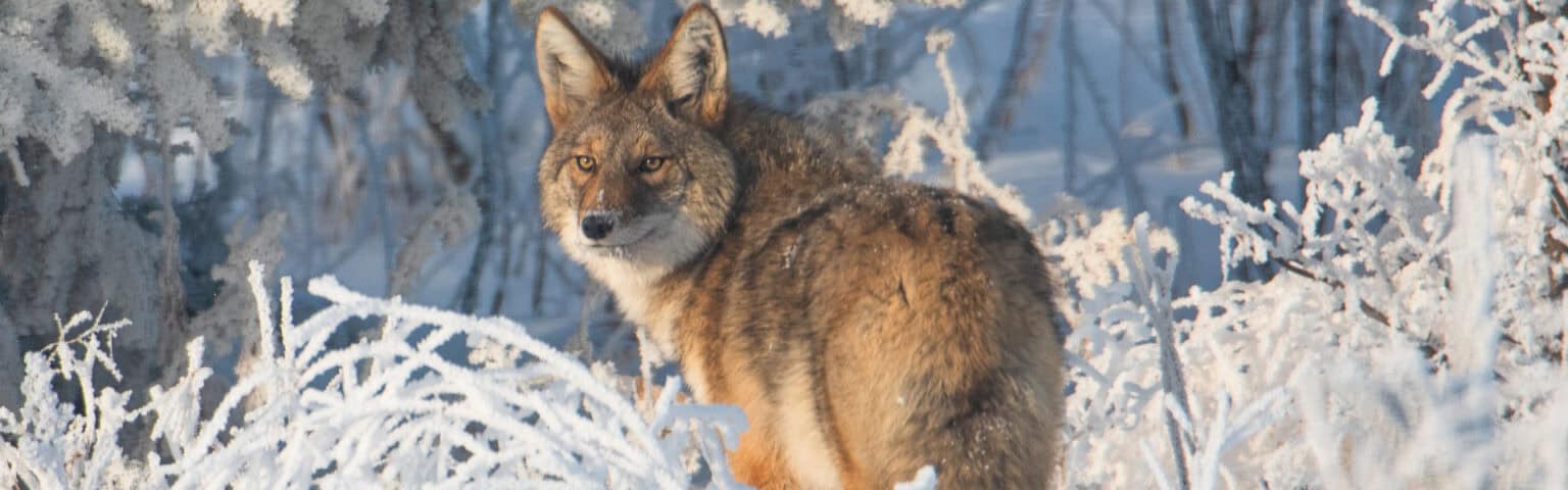 The Cocktail Party Effect - American Academy of Audiology